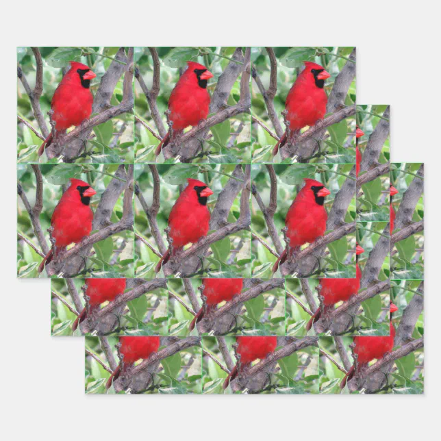 Male Cardinal - All Occasion Wrapping Paper Sheets | Zazzle