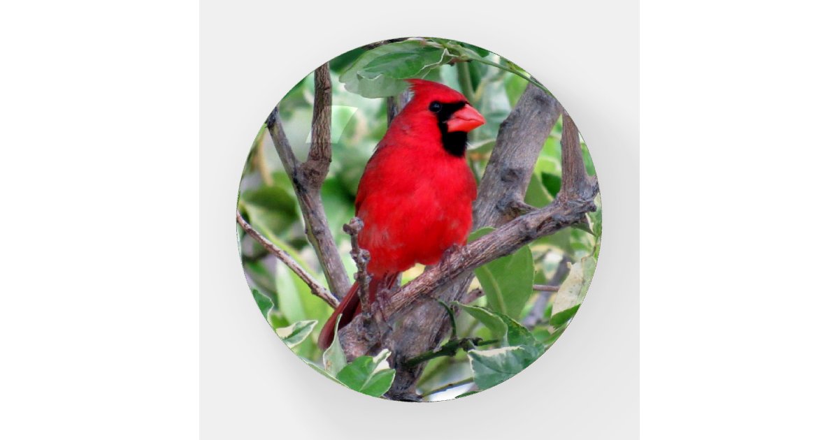 Male Cardinal - Bird Paperweight | Zazzle