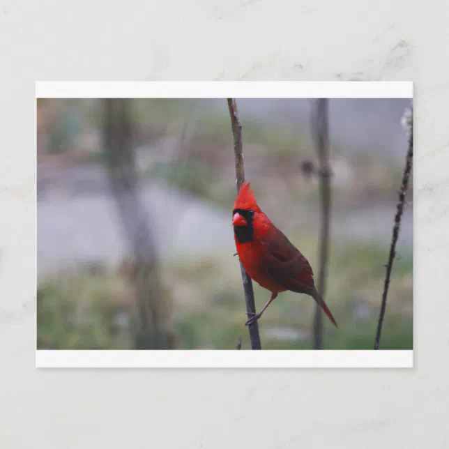 Male Cardinal Bird Postcard | Zazzle