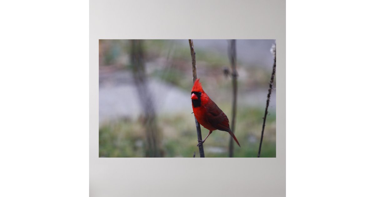 Male Cardinal Bird Poster | Zazzle