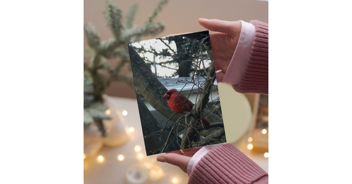 Male Cardinal Christmas Card | Zazzle