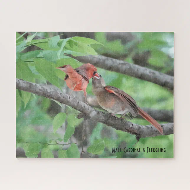 Male Cardinal & Fledgling, bird lover's Jigsaw Puzzle | Zazzle
