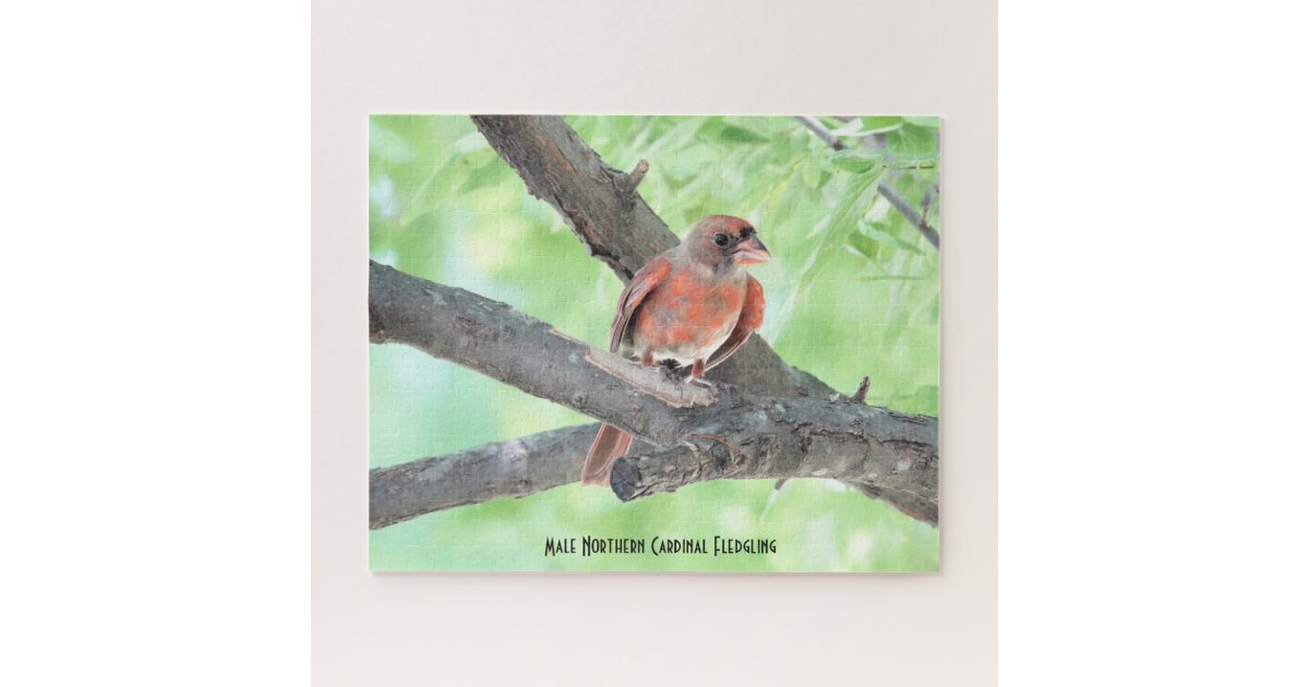 Male Cardinal Fledgling, bird lover's Jigsaw Puzzle | Zazzle