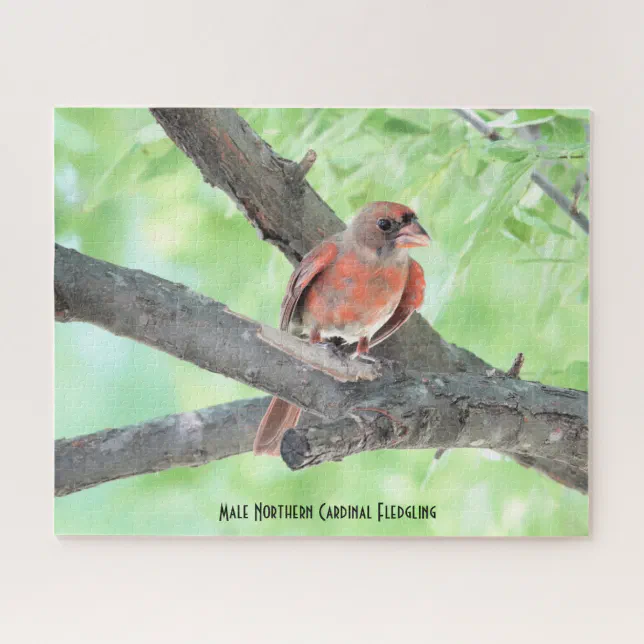 Male Cardinal Fledgling, bird lover's Jigsaw Puzzle | Zazzle