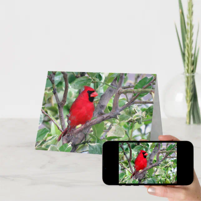 Male Cardinal Greeting Card | Zazzle