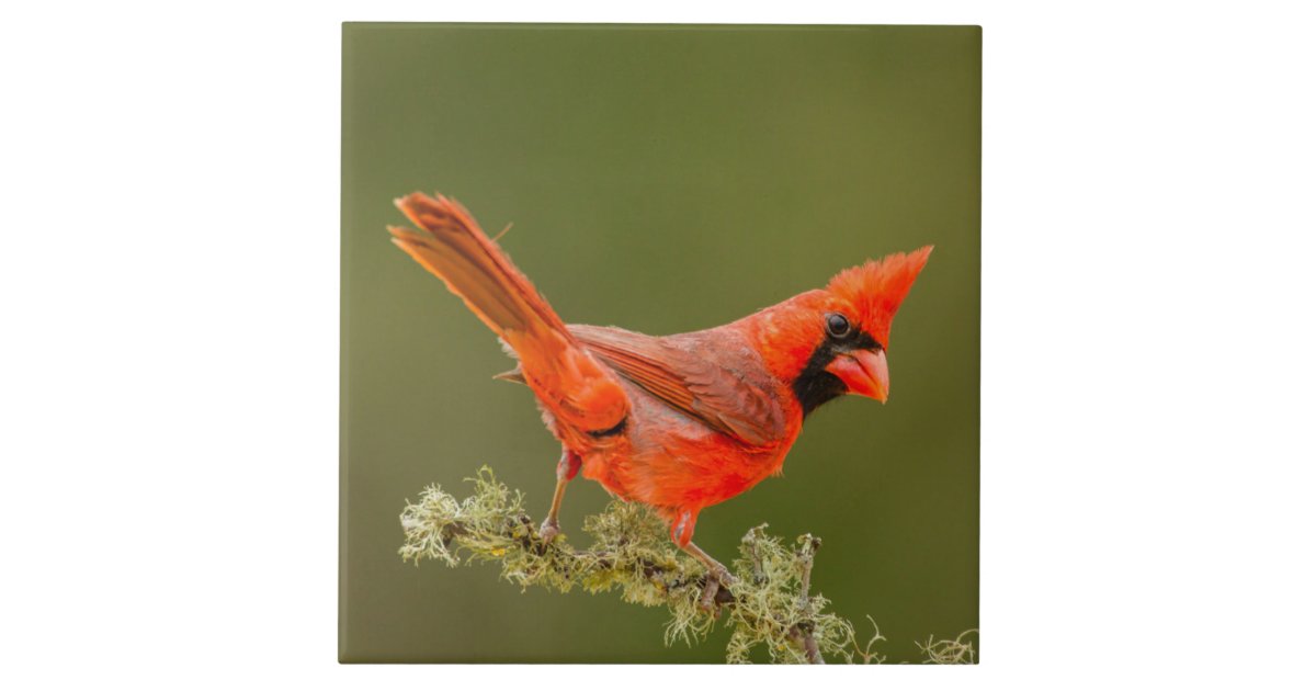 Male Cardinal on Limb Ceramic Tile | Zazzle