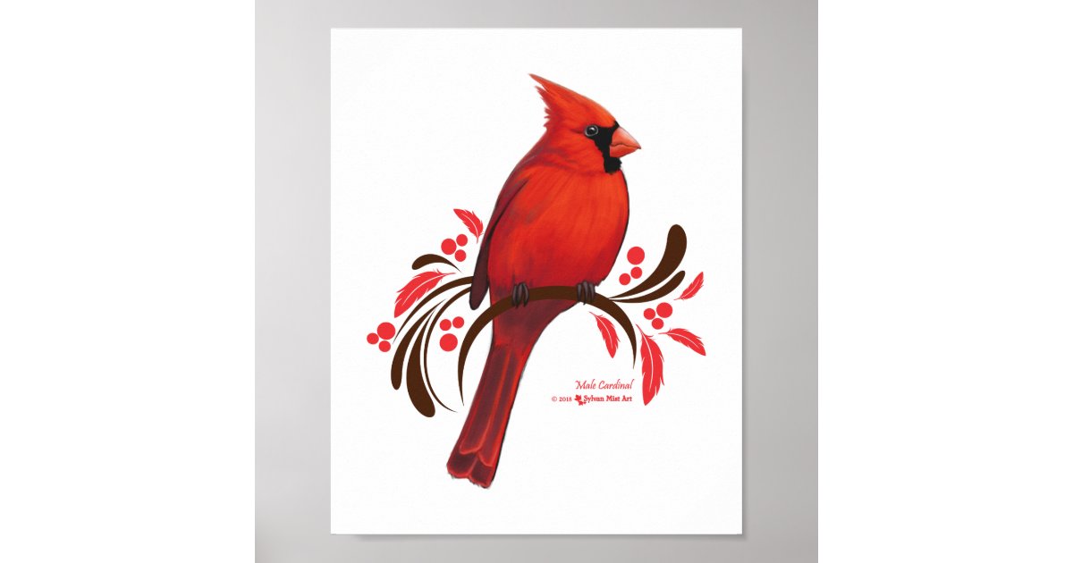 Male Cardinal Poster | Zazzle
