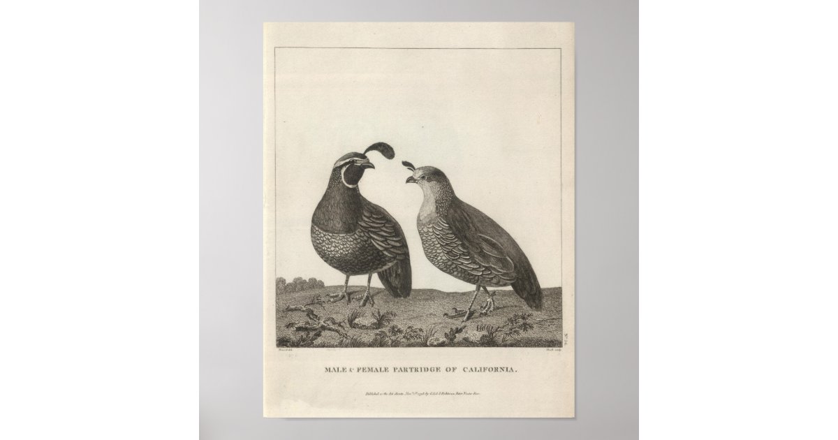 Male & Female Partridge of California Poster | Zazzle