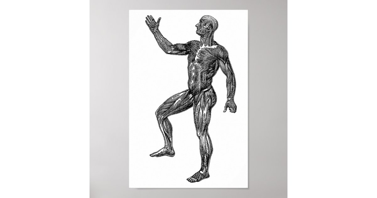 Male Human Anatomy Muscles Medical Science art Poster | Zazzle