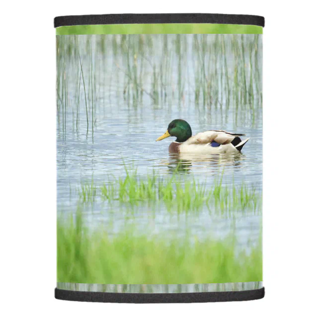 Male mallard duck floating on the water lamp shade | Zazzle