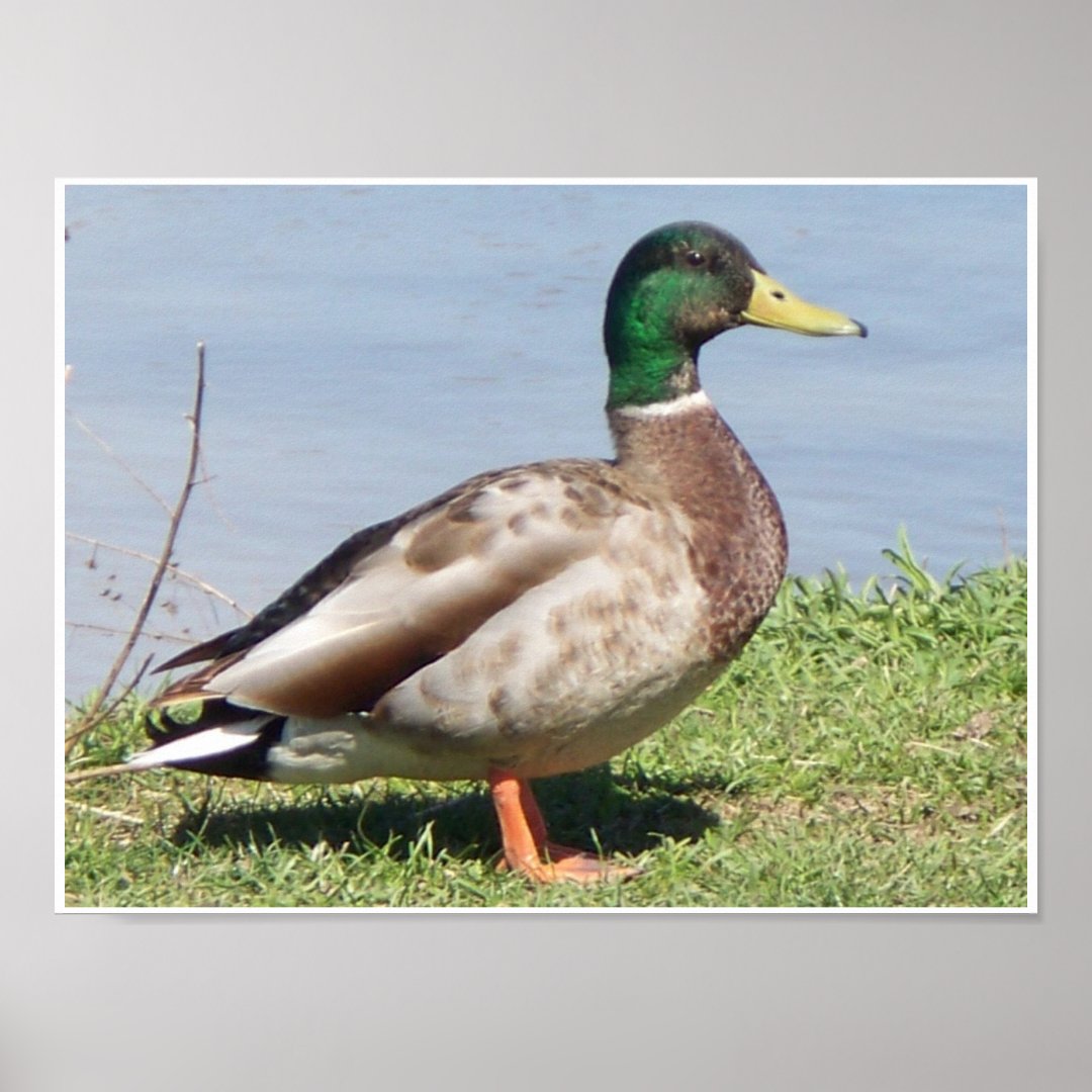 Male Mallard Duck Poster | Zazzle