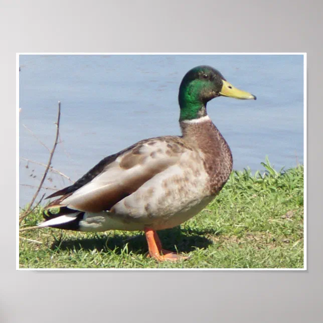 Male Mallard Duck Poster | Zazzle