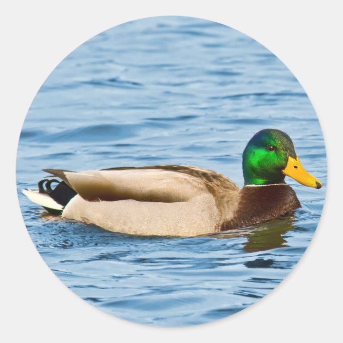 Male Mallard Duck Sticker | Zazzle.com