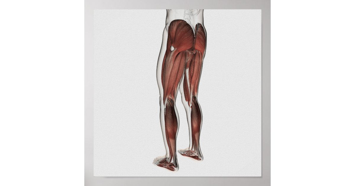 Male Muscle Anatomy Of The Human Legs 1 Poster | Zazzle