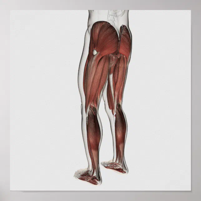 Male Muscle Anatomy Of The Human Legs 1 Poster | Zazzle