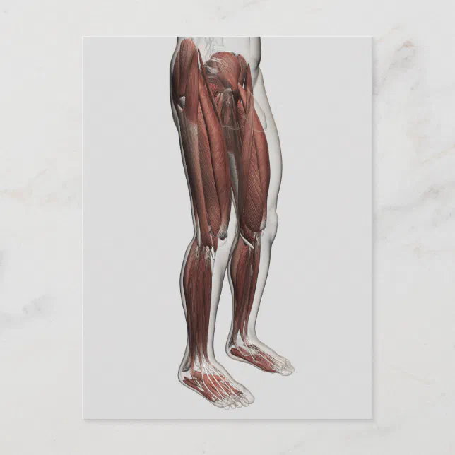 Male Muscle Anatomy Of The Human Legs, Anterior 1 Postcard | Zazzle