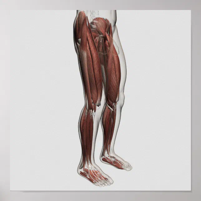 Male Muscle Anatomy Of The Human Legs, Anterior 1 Poster | Zazzle