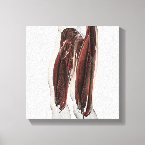 MALE MUSCLE ANATOMY OF THE HUMAN LEGS SIDE VIEW POSTER Gifts | Gabriel ...