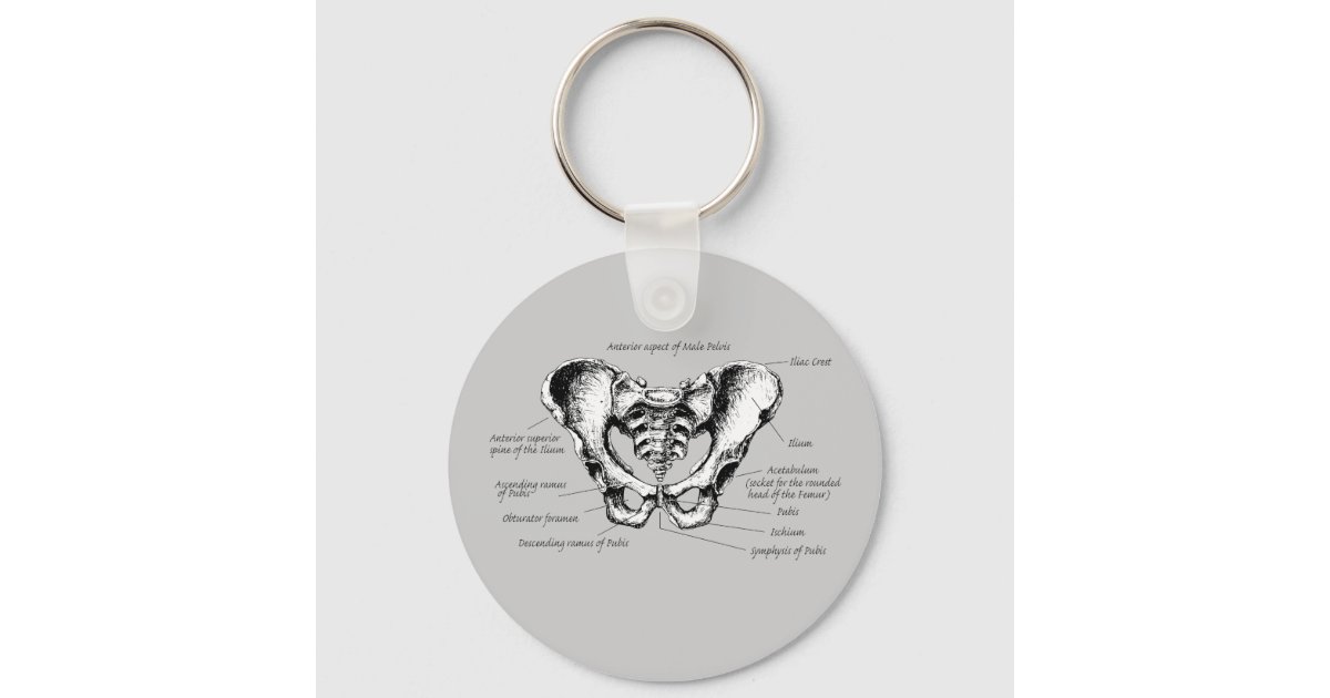 Male Pelvis Details Keychain | Zazzle