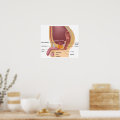Male reproductive system Poster | Zazzle