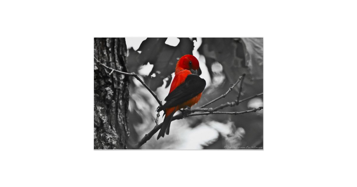 Male Scarlet Tanager Poster | Zazzle