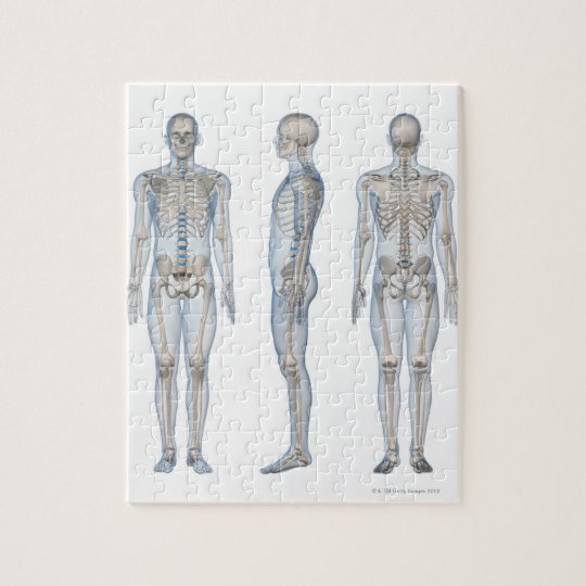 Male Skeleton 2 Jigsaw Puzzle | Zazzle.com