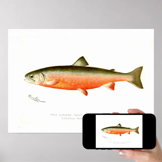 Male Sunapee Trout Poster | Zazzle
