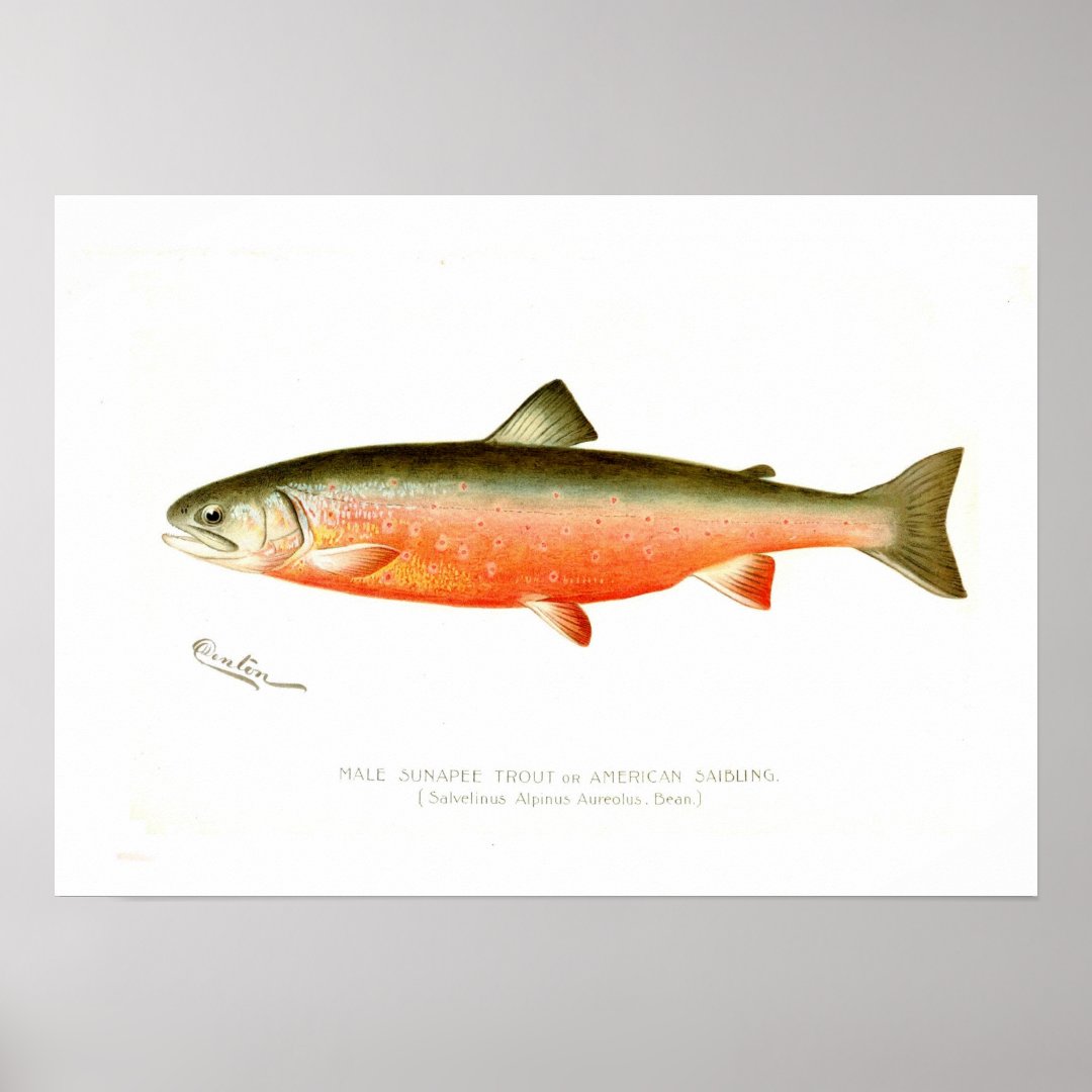 Male Sunapee Trout Poster | Zazzle