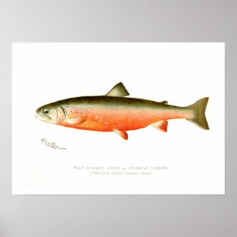 Male Sunapee Trout Poster | Zazzle