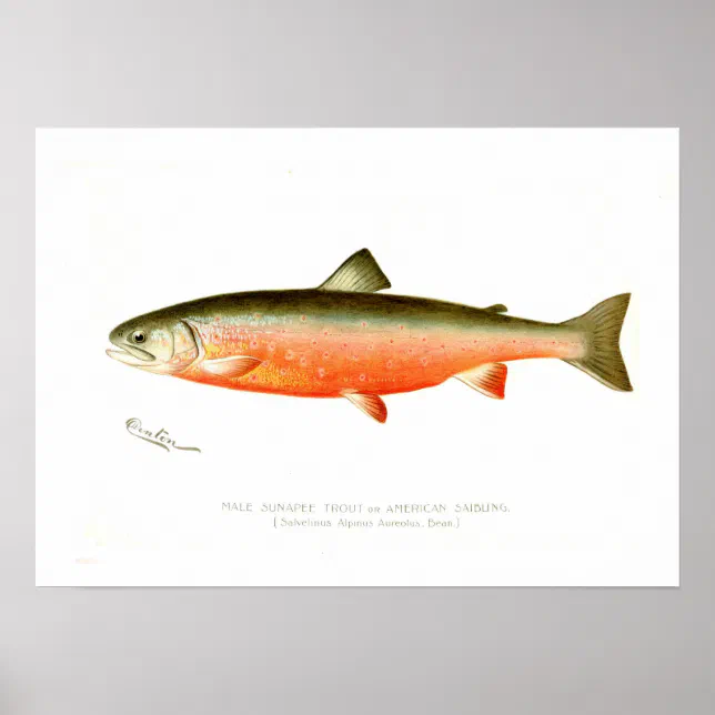 Male Sunapee Trout Poster | Zazzle