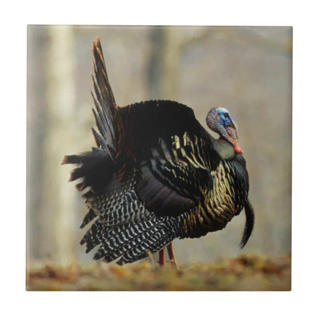 Male turkey strutting, Illinois Tile | Zazzle