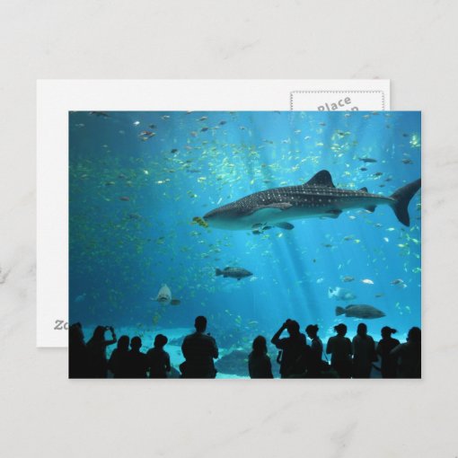 Male Whale Shark Postcard | Zazzle