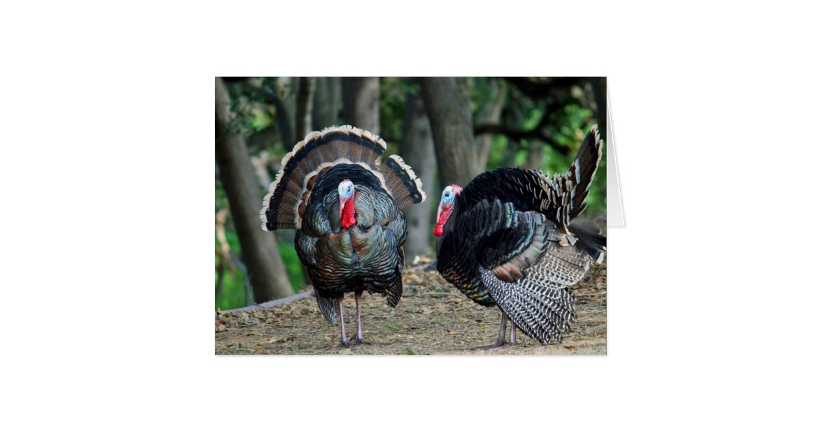 Male wild turkey puffed up to impress | Zazzle