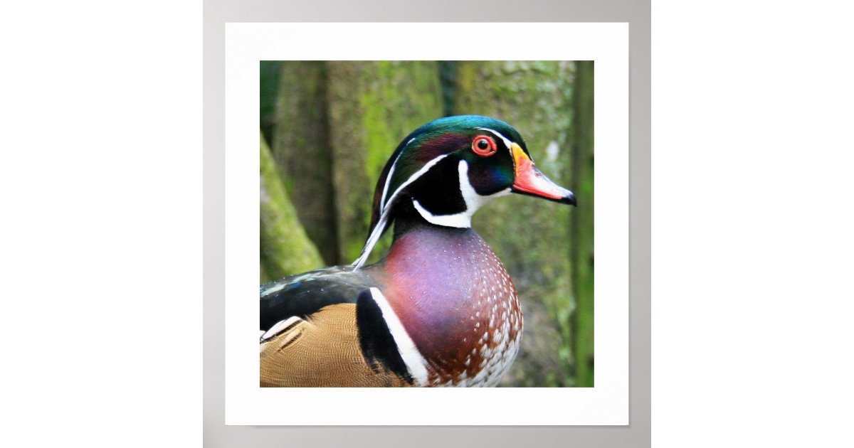 Male Wood Duck Profile Poster | Zazzle