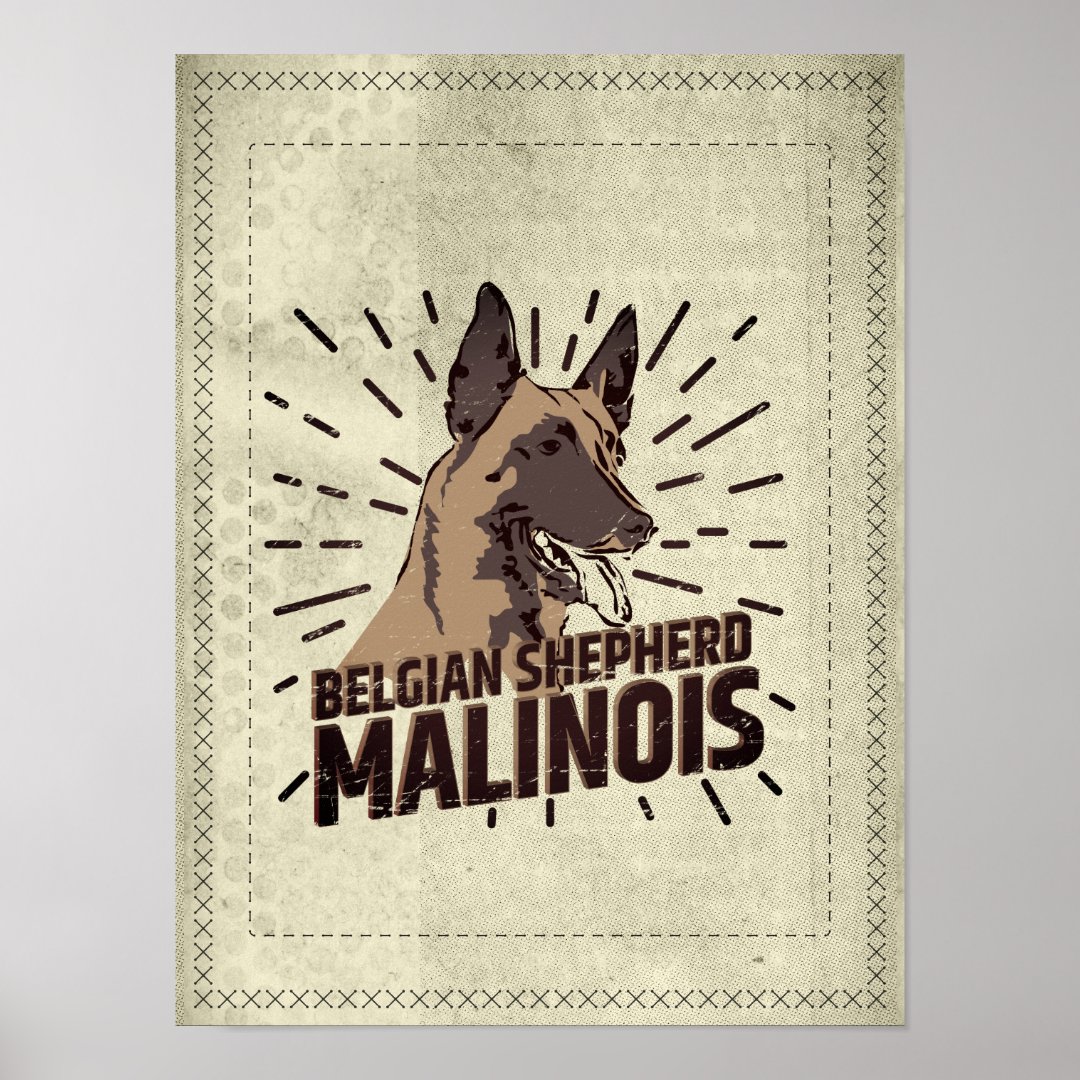 Malinois - Belgian shepherd -Mechelaar -Maligator Poster | Zazzle