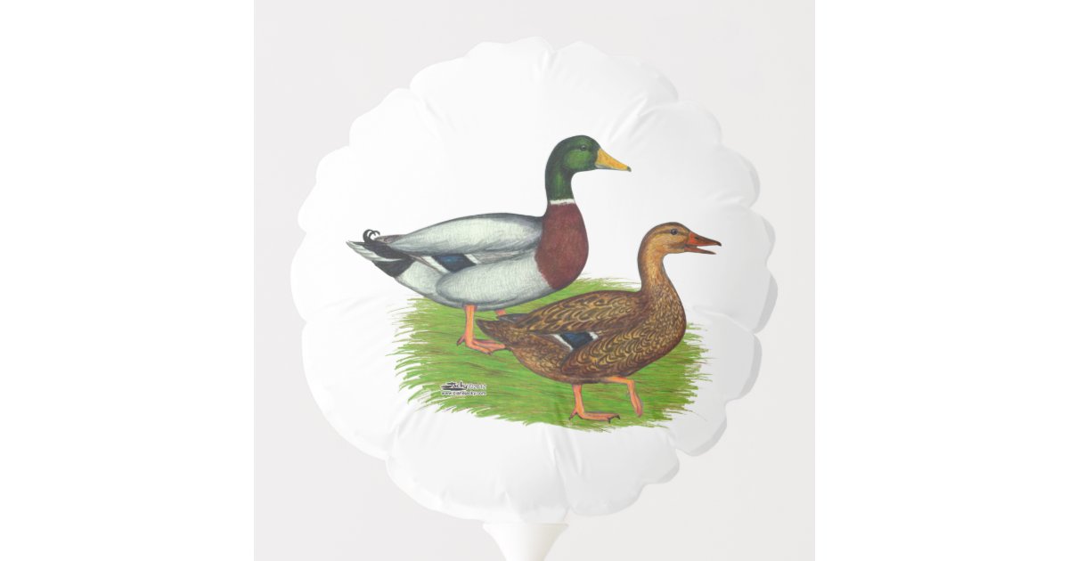 Mallard Drake and Duck Balloon | Zazzle