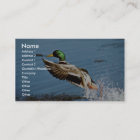 Mallard Duck Business Card | Zazzle.com