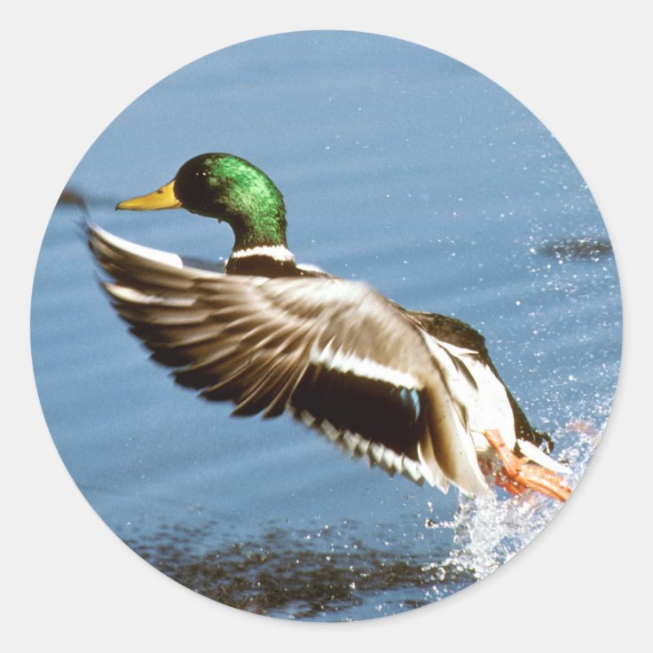 Mallard Drake Duck Classic Round Sticker | Zazzle