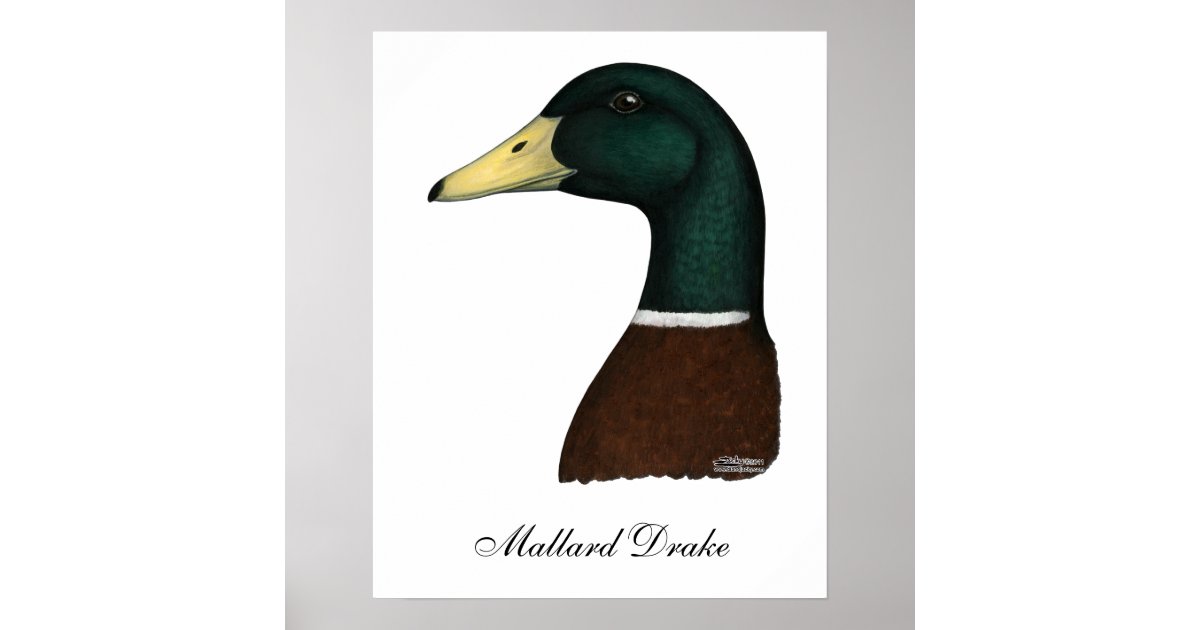 Mallard Drake Head Poster | Zazzle