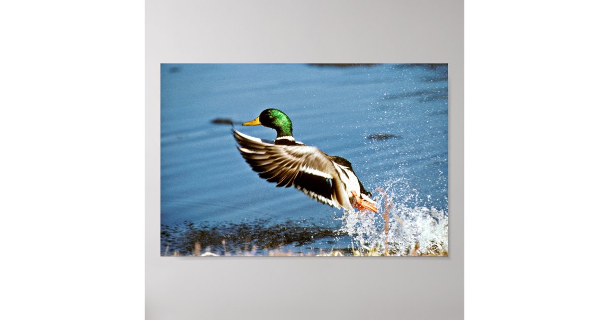 Mallard drake poster | Zazzle