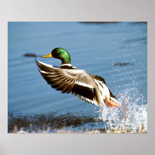 Mallard Drake Poster | Zazzle