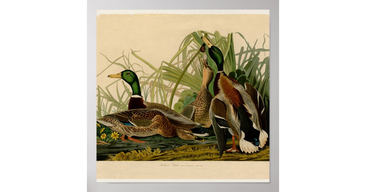 Mallard Duck Audubon Bird Painting Poster | Zazzle