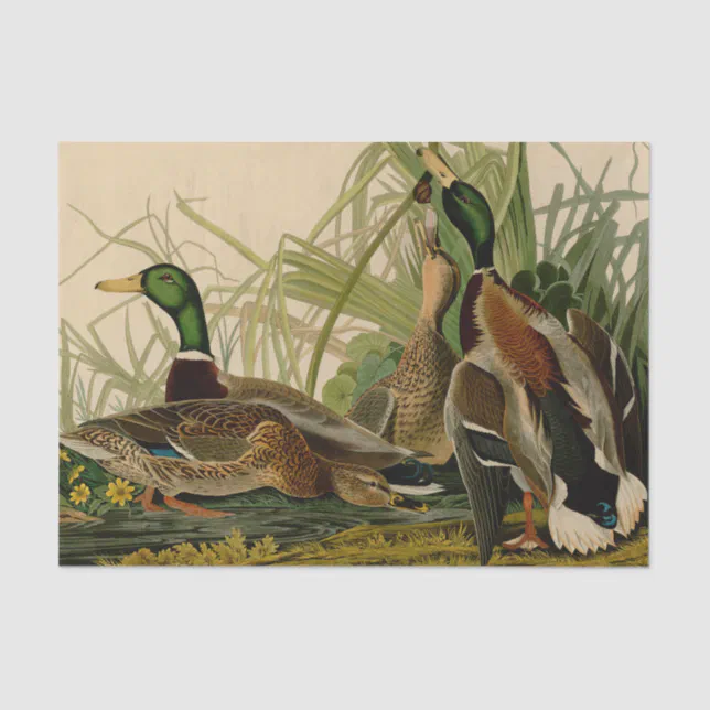 Mallard Duck Audubon Bird Painting Tissue Paper | Zazzle