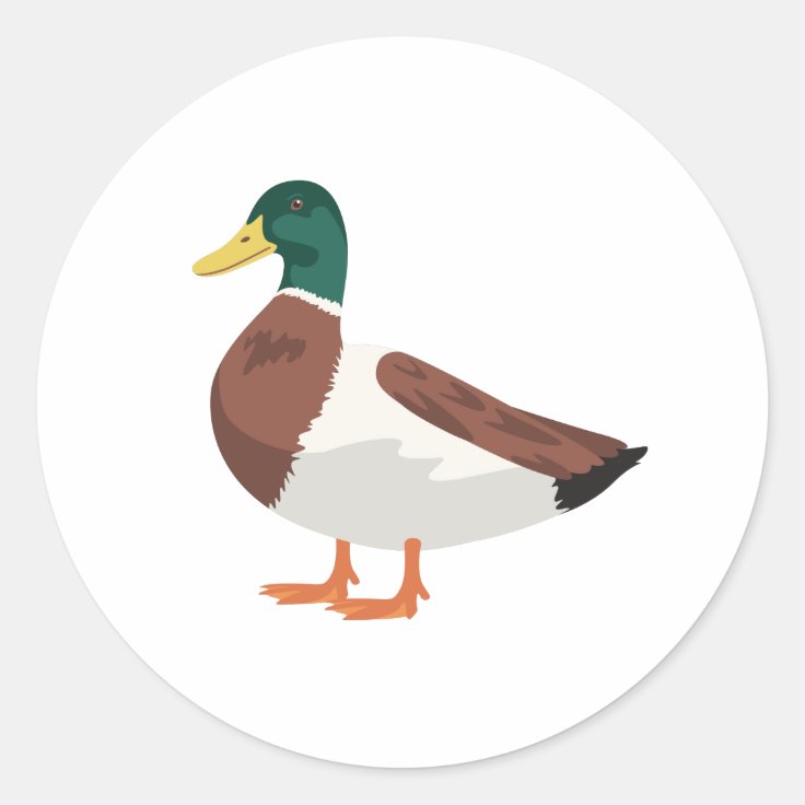 Mallard Duck Classic Round Sticker | Zazzle