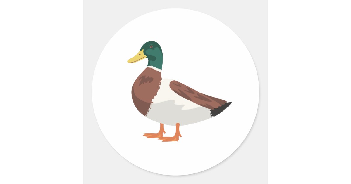 Mallard Duck Classic Round Sticker | Zazzle