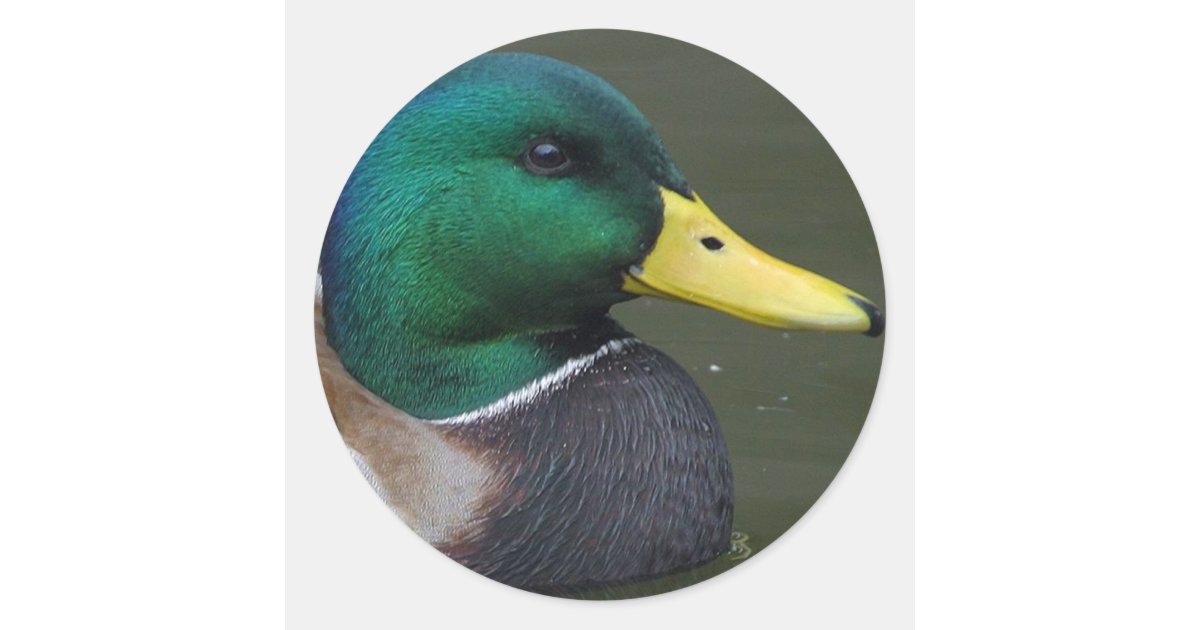 Mallard Duck Classic Round Sticker | Zazzle