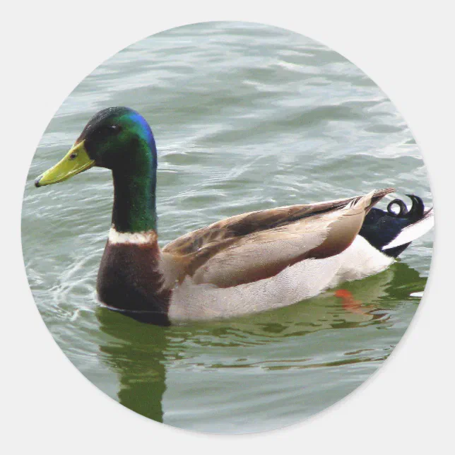 Mallard Duck Classic Round Sticker | Zazzle