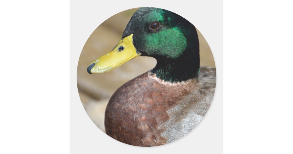 Mallard Duck Classic Round Sticker | Zazzle
