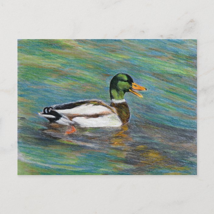 Mallard Duck Colored Pencil Drawing Postcard | Zazzle.com