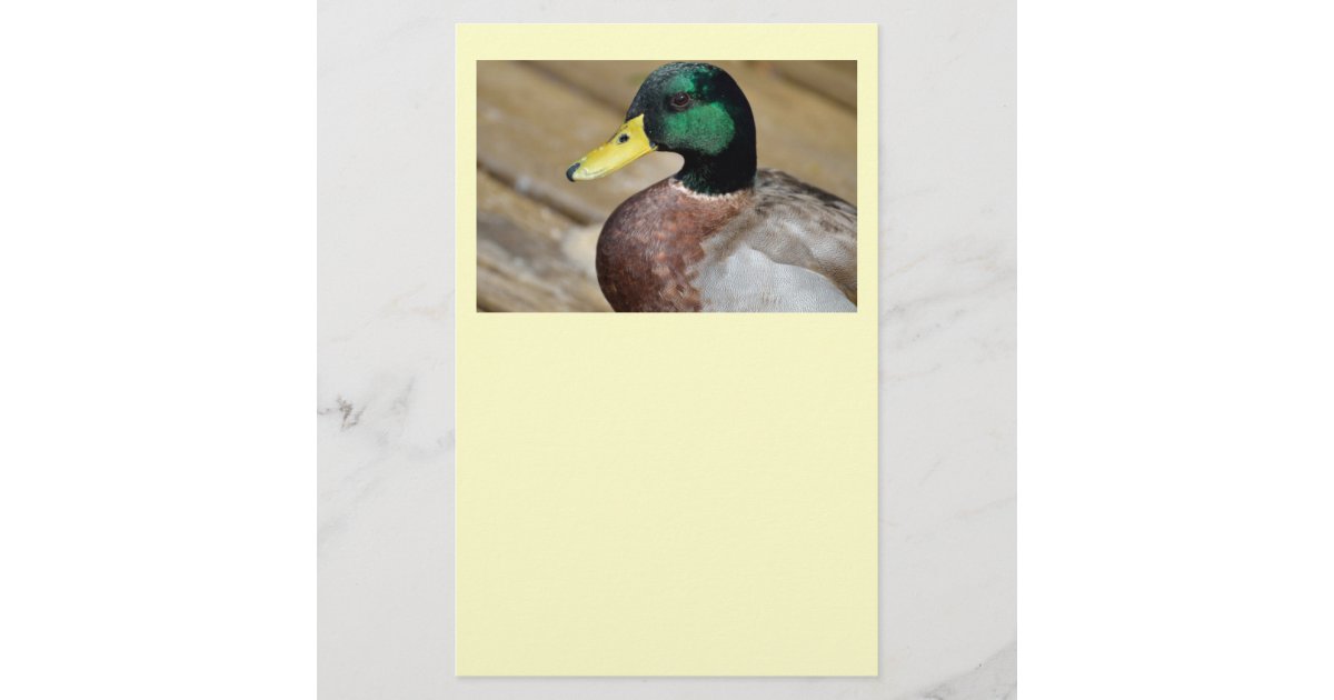Mallard Duck Flyer | Zazzle